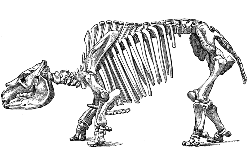 Toxodon