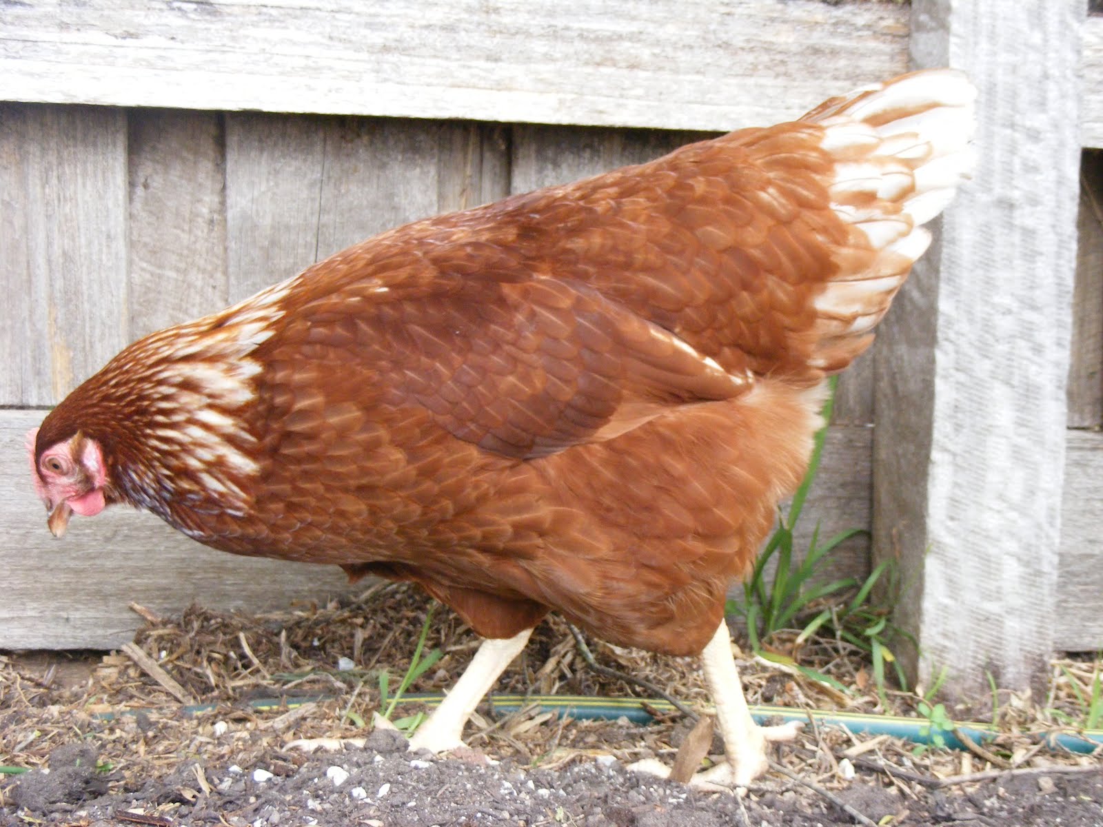 Backyard Self-Sufficiency: 13. All Things Chooky (or How to Build a ...