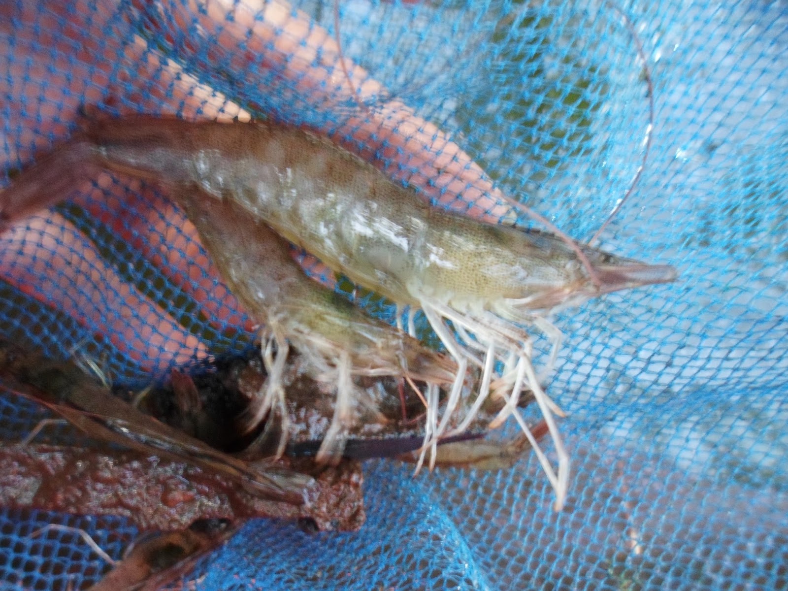 Suzzi Organic Farming and Fishery: Bagian Bagian pada Tubuh Udang