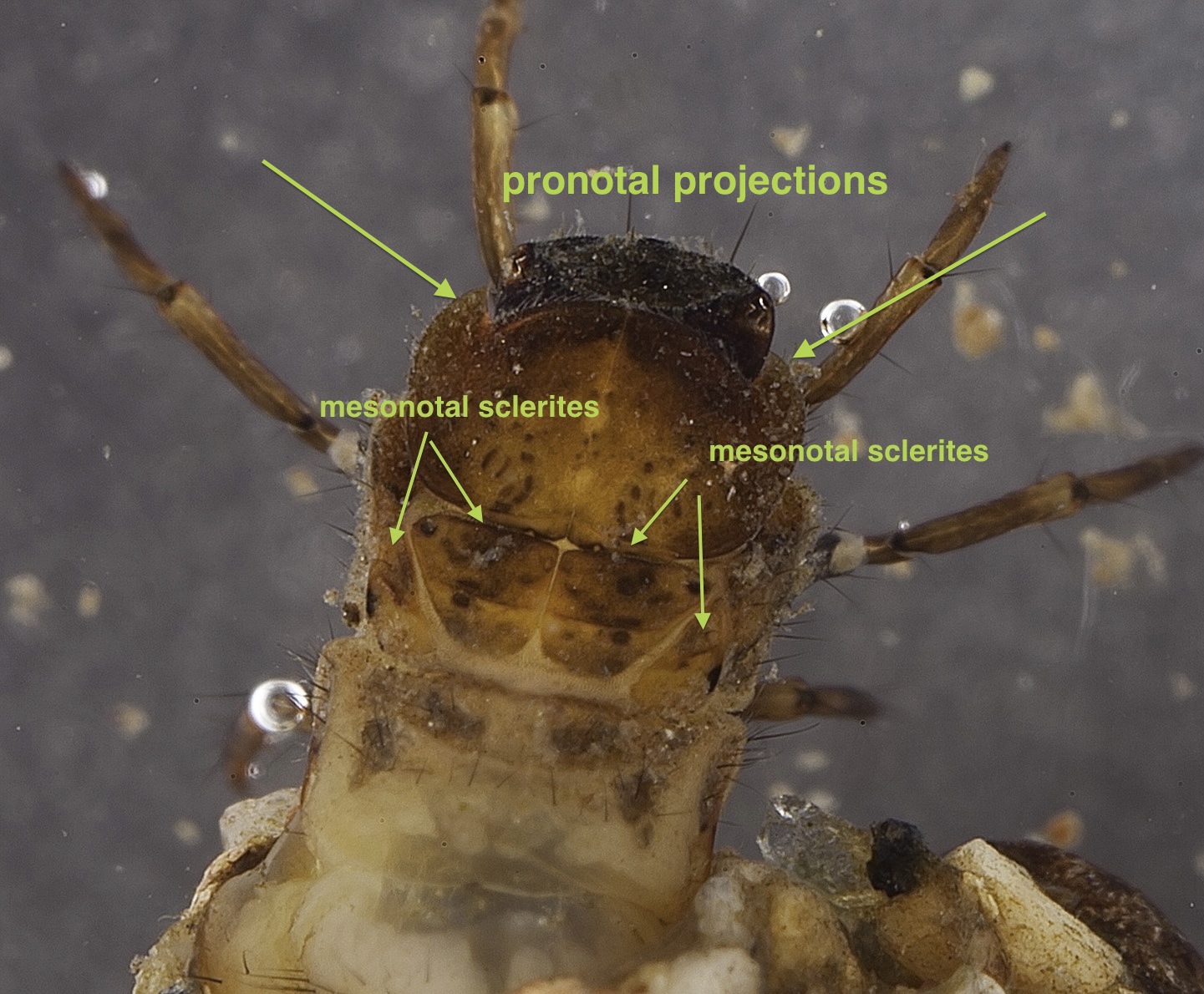 Aquatic Insects of Central Virginia: Another new caddisfly family ...