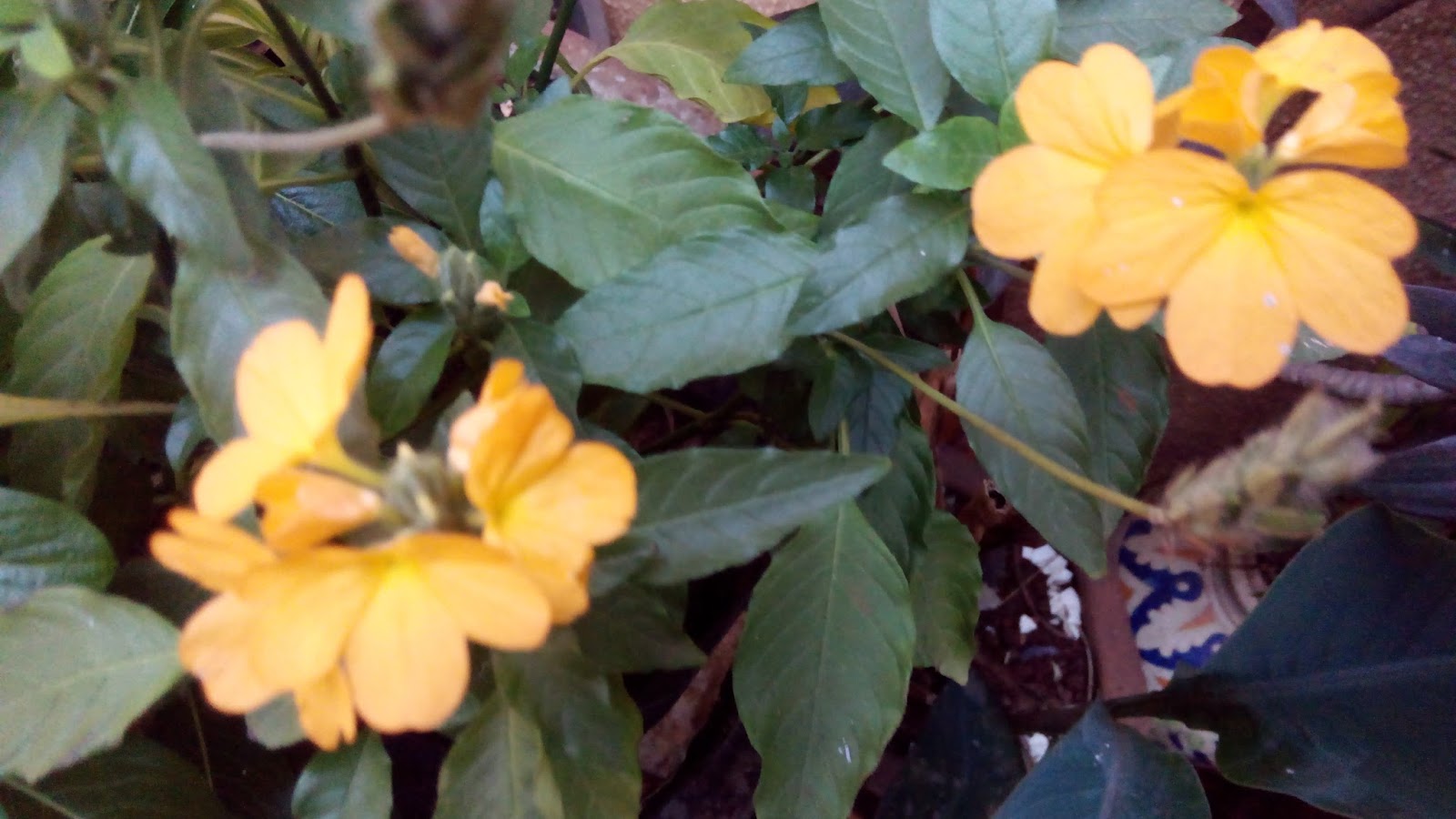 Garden Care Simplified: How To Save Adenium Rhizome Bulb Plants Adenium ...