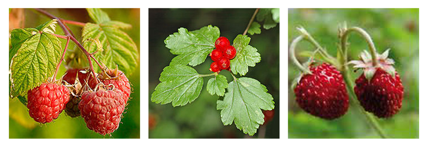 fragoline di bosco Archives