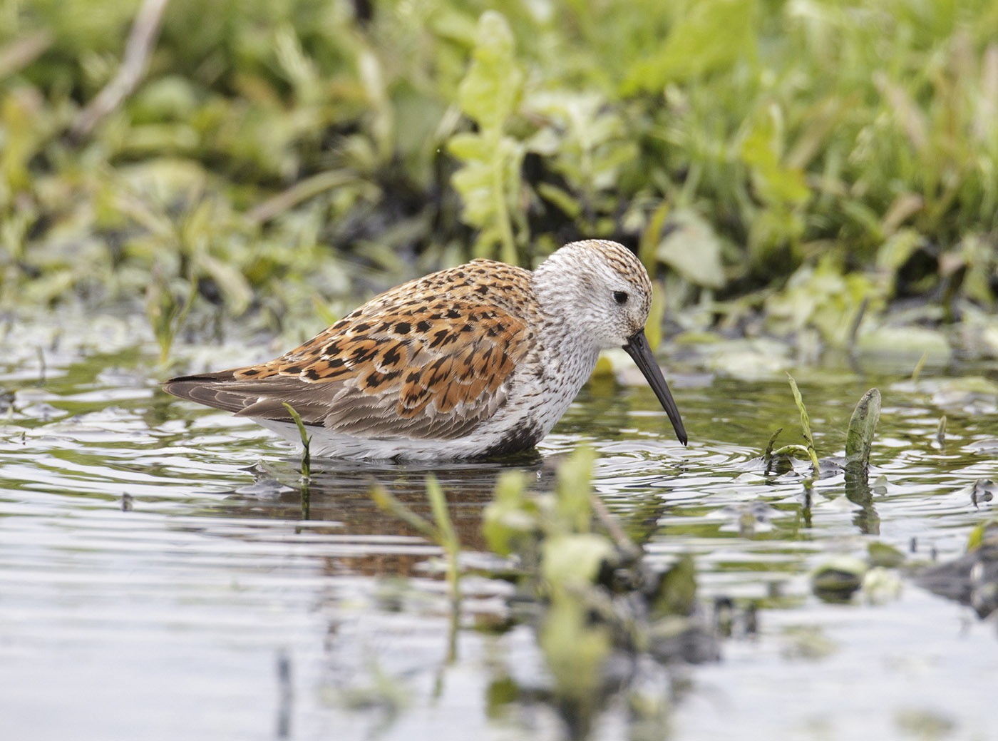pewit: Dunlin