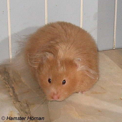 Färger | Guldhamster Hörnan