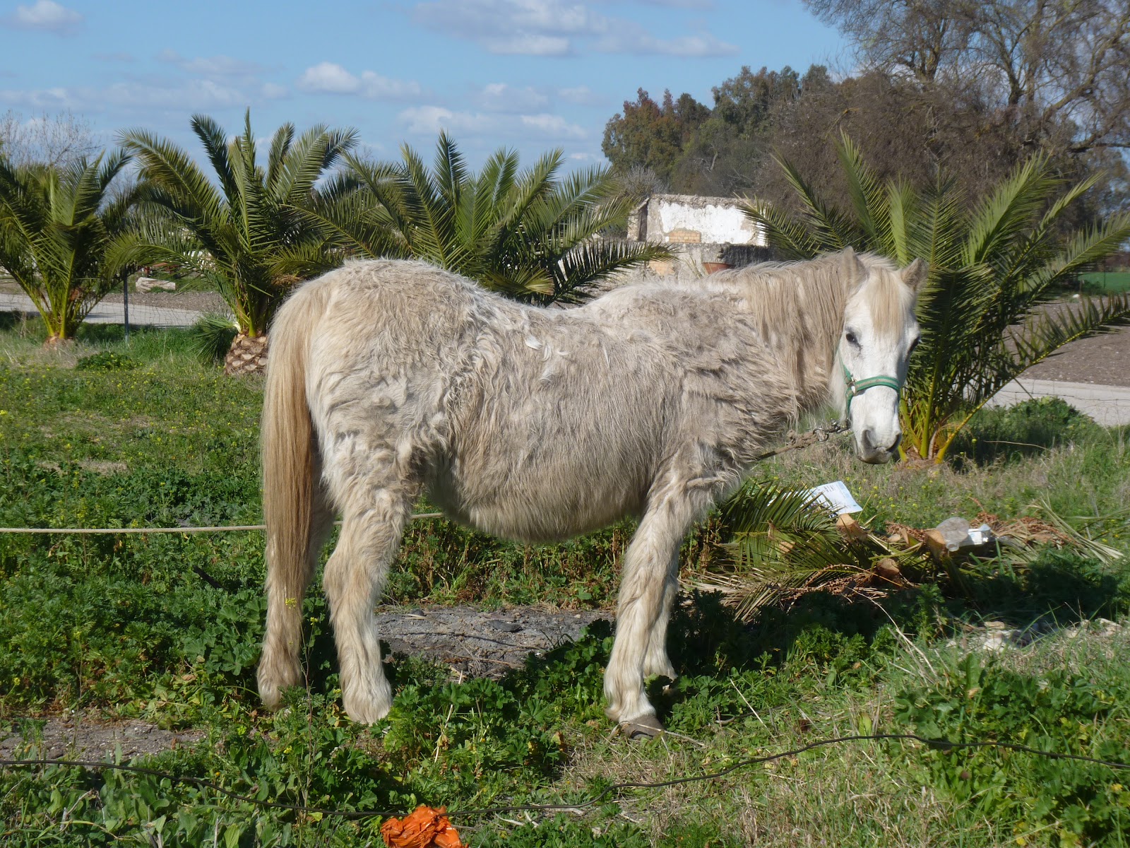 Ubrique en verde: Un póney lanudo