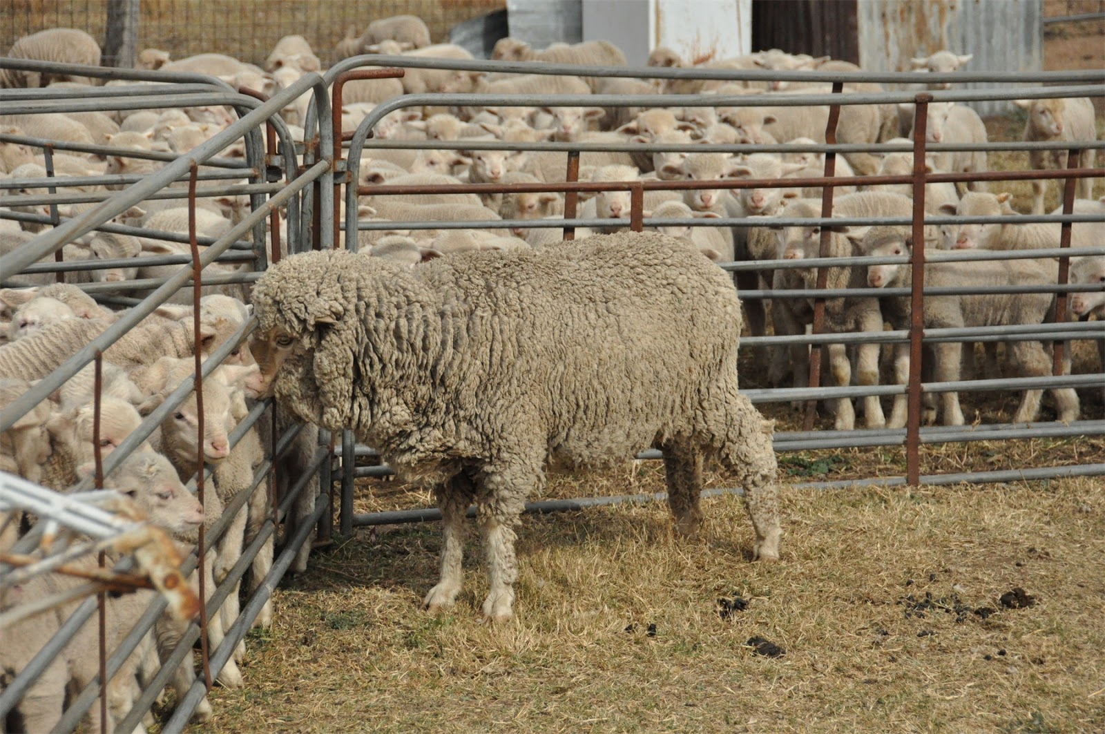 Imagery from Life: (Lamb) Mark II