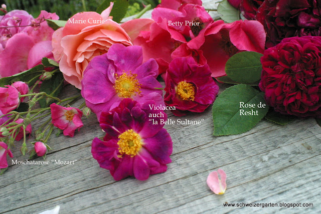 Englische Fräulein 's