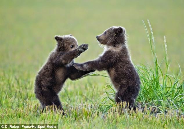 Adorable osito marrón y su madre captados en una inusual escena ...