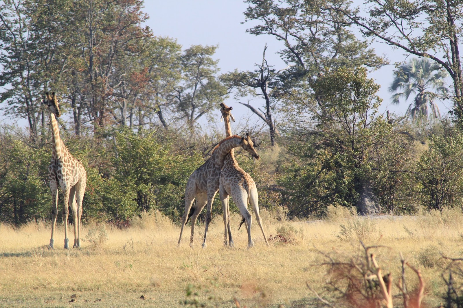 Asa and Julia in Africa