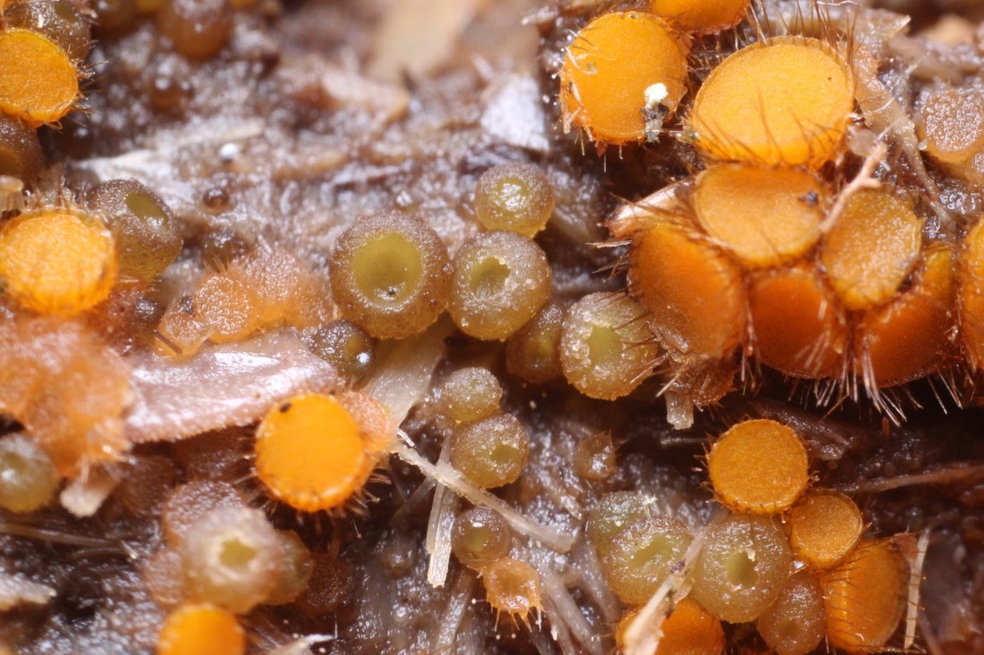 El mundo microscópico de los hongos: Ascobolus stercorarius (Bull.) J ...