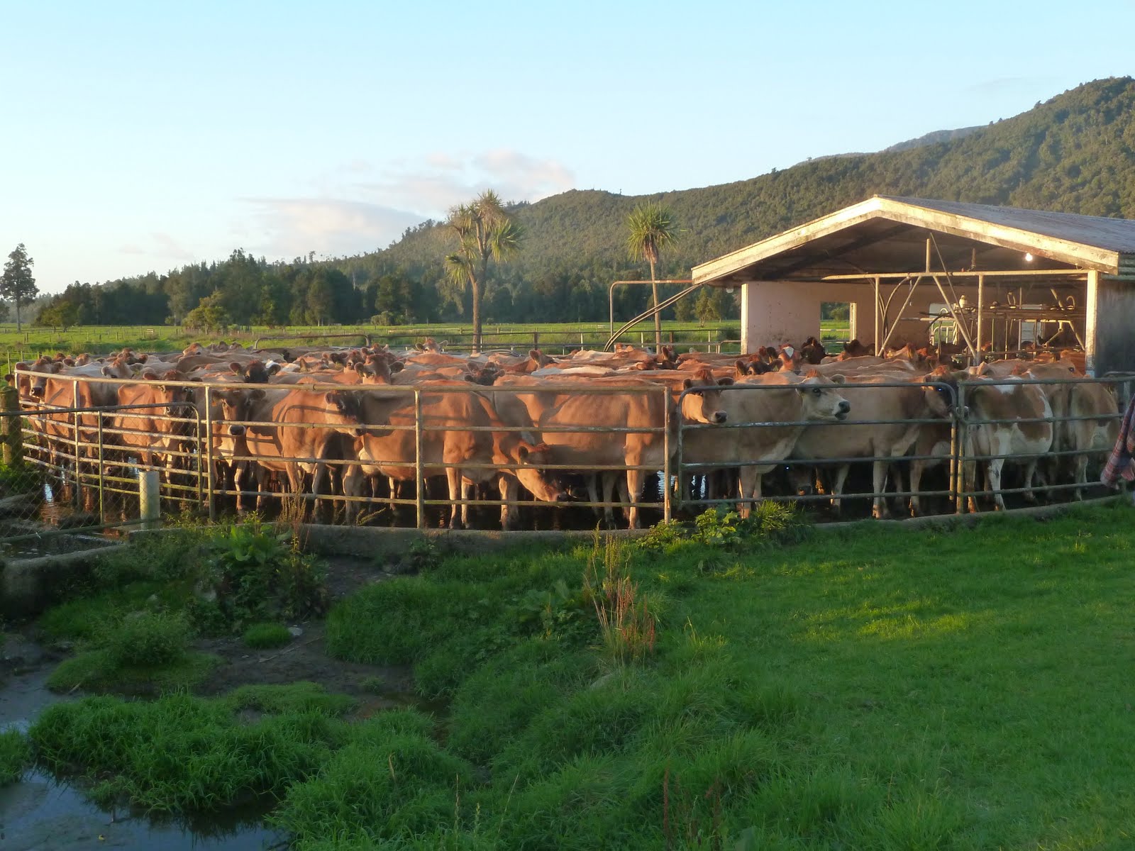 Am anderen Ende der Welt: WAITAHA VALLEY, Dairyfarm, New Zealand, 02 ...