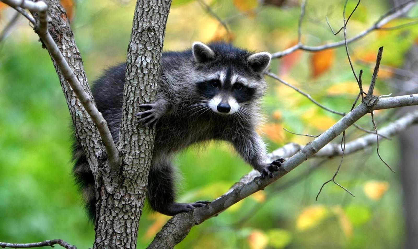 Blog do Edu Ambiental: Guaxinim