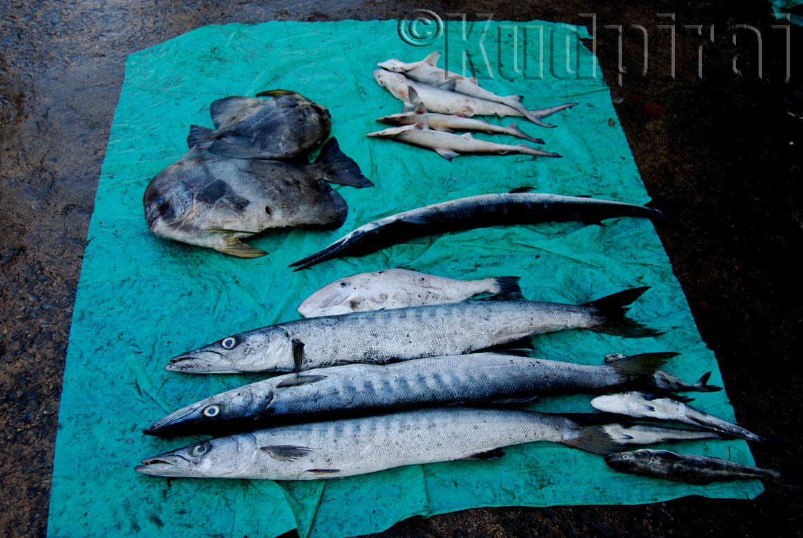 Kudpiraj's Garam Tawa: Fishing in Mangalore