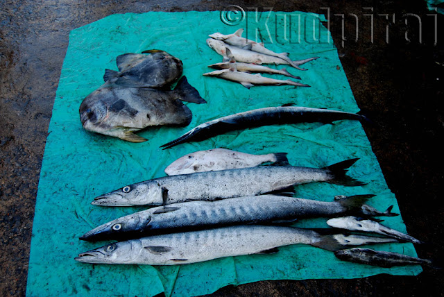 Kudpiraj's Garam Tawa: Fishing in Mangalore