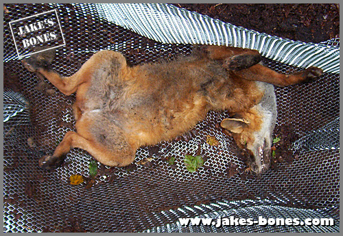 My finished rearticulated fox skeleton ! : Jake's Bones