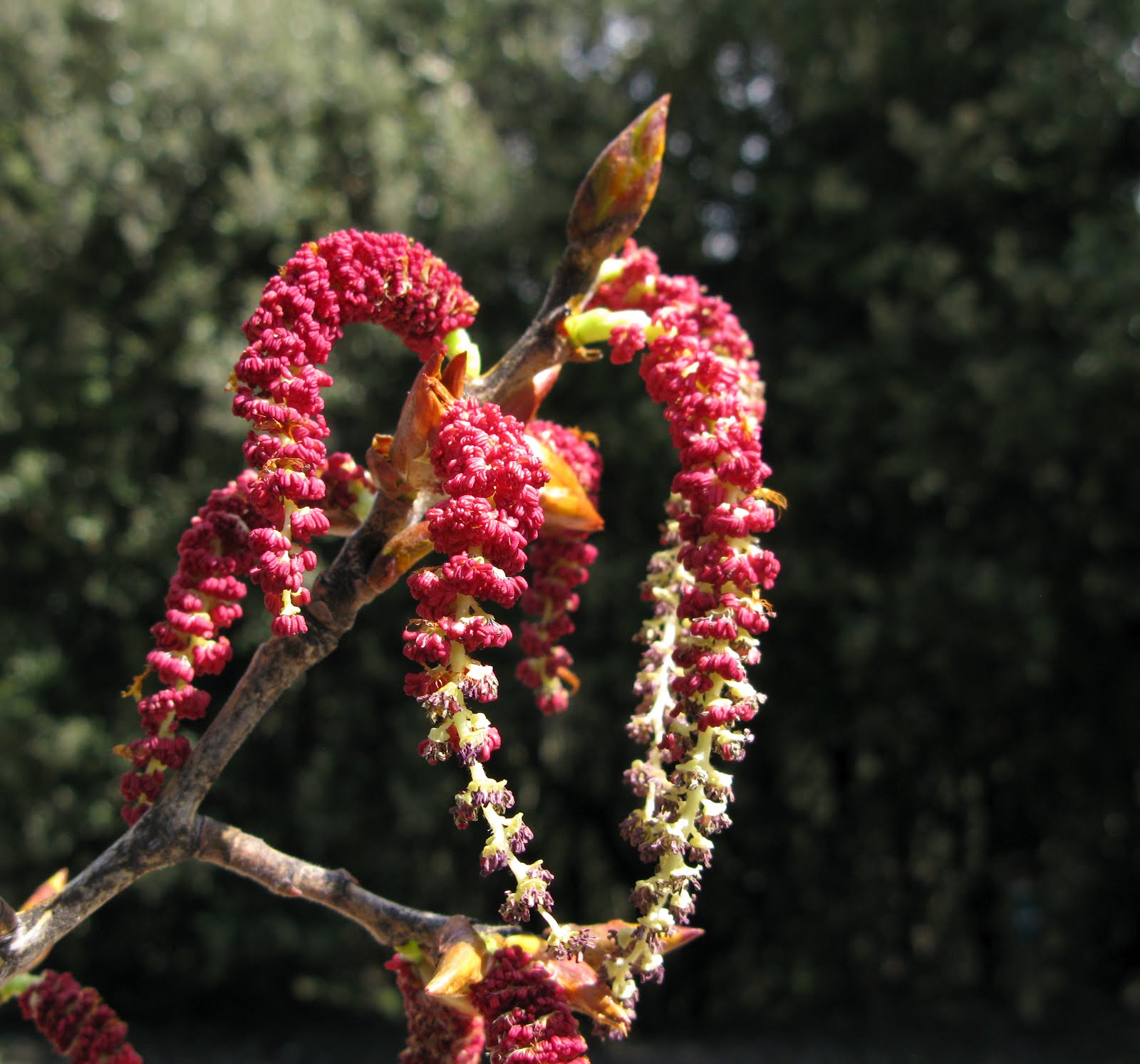 Flores y Palabras: Álamo negro