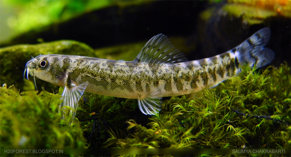 h2o forest: INDIAN LOACHES : 1 - Mesonoemacheilus herrei