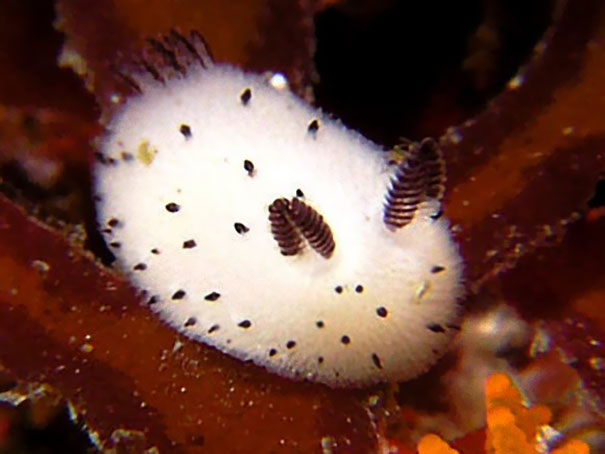 bensozia: Jorunna Parva, the Cutest Sea Slug