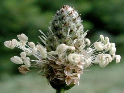 Ljekoviti trputac – Biljna Ljekarna