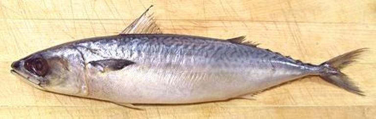 Aji Mackerel Fish Pacific in Japan for Dishes - Horse Mackerel Fish ...