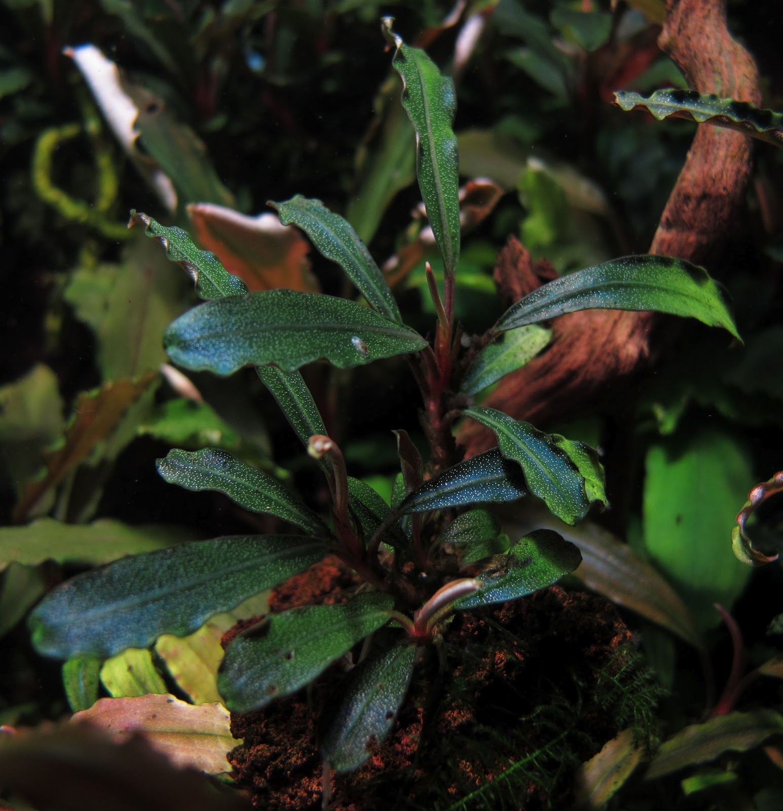 endemic plants: Bucephalandra sp. S11 Melawi, West Kalimantan