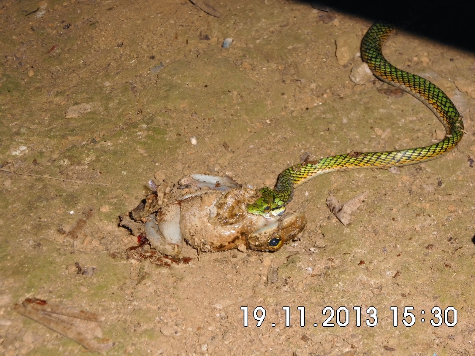 Ecuador Tropical Ecology
