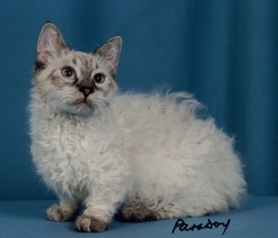 All This Is That: skookum