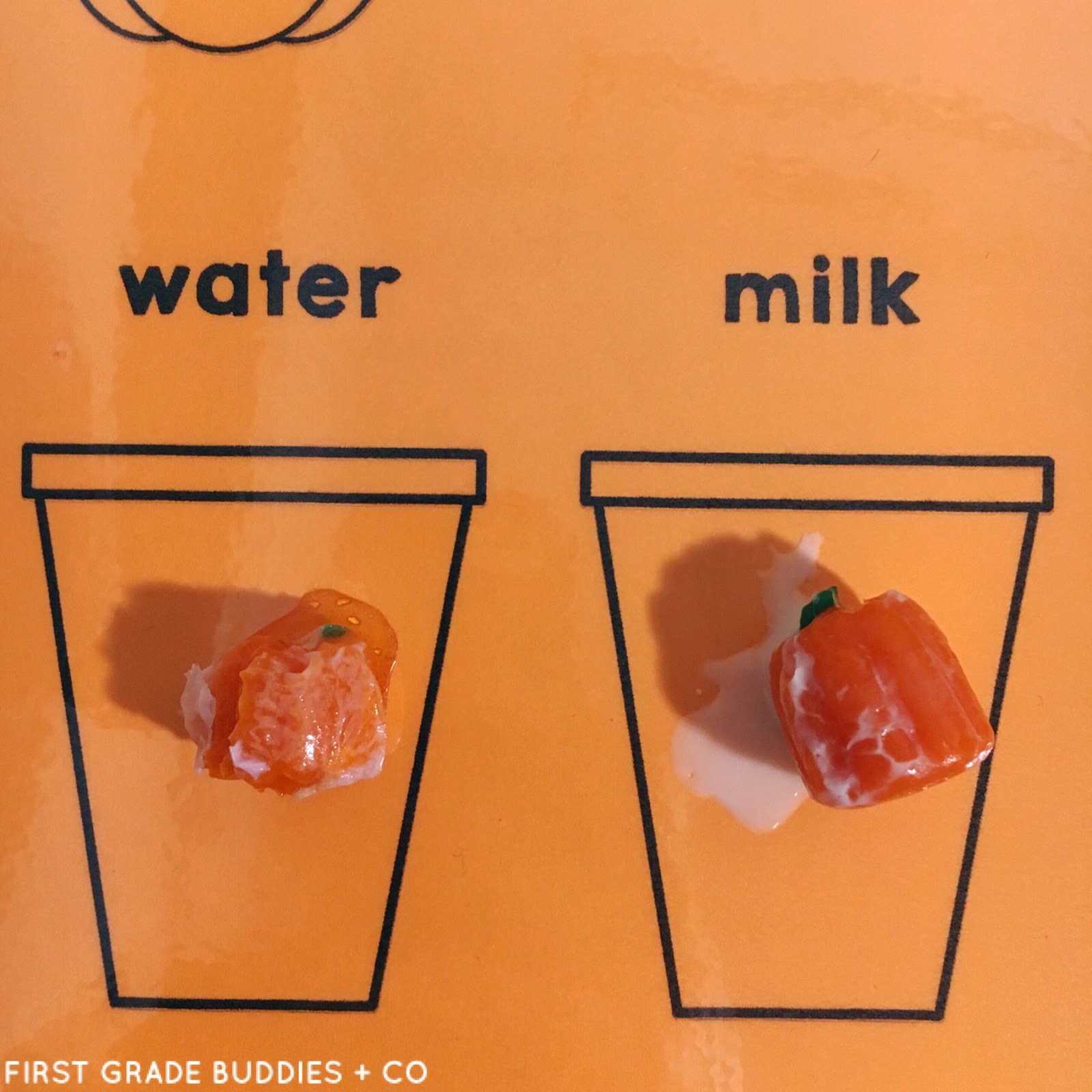 Simple Science: Dissolving Pumpkins | First Grade Buddies