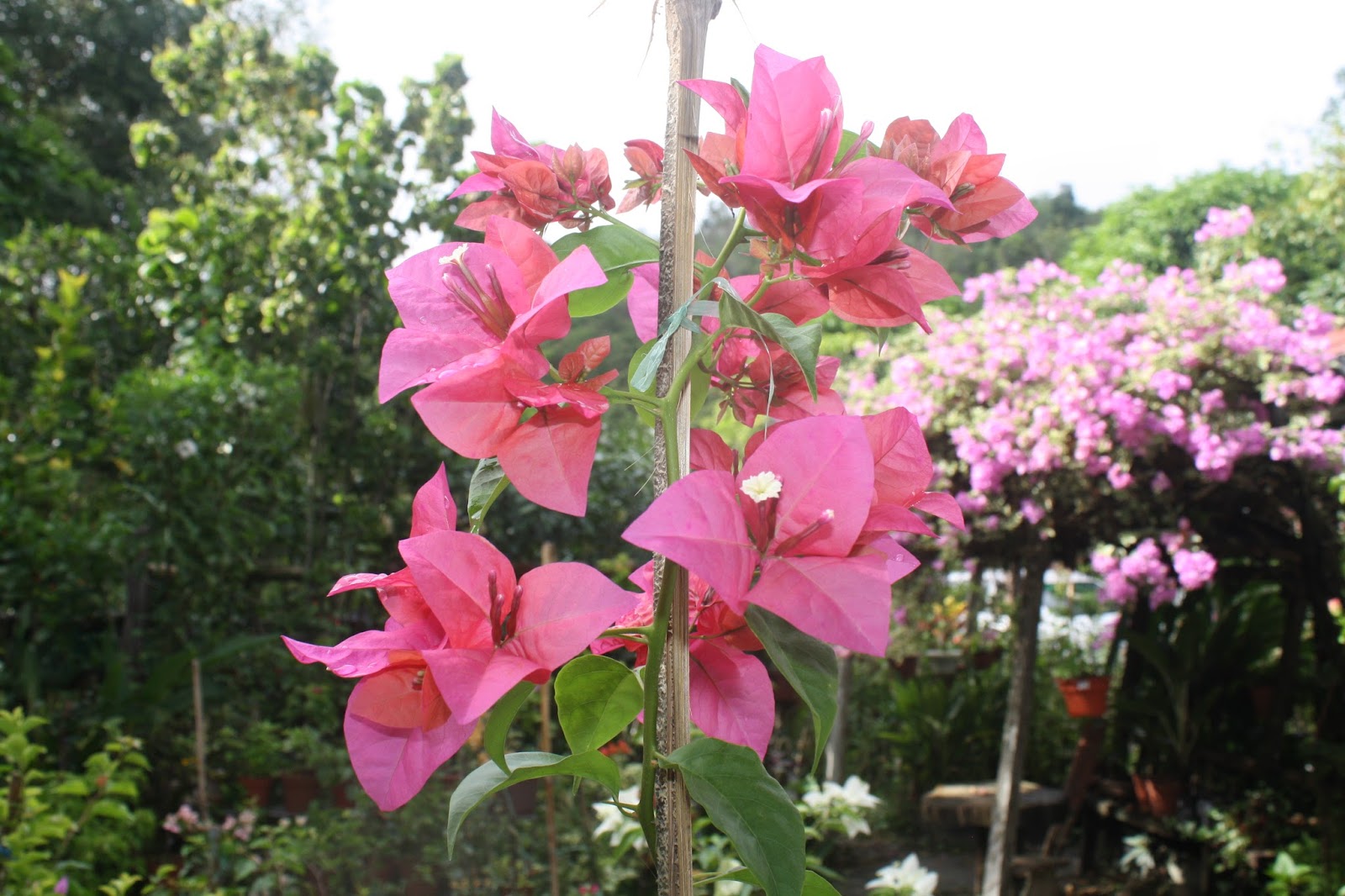 "Bougainvillea" Bunga Kertas Di Laman Etuza