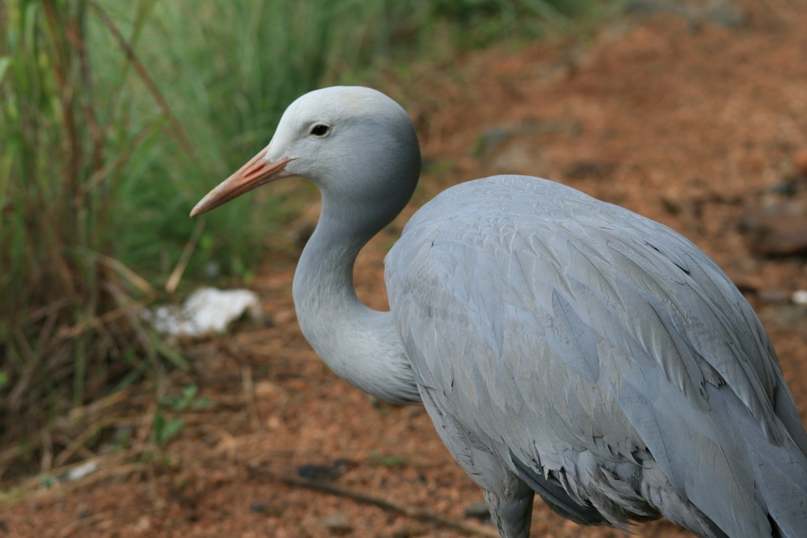 ΓΕΡΑΝΟΙ - ΠΑΓΩΝΙΑ photos - wallpapers (ανανεωμένο) | the fun bank