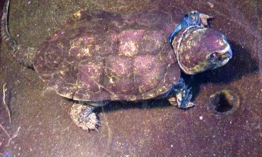 Mr. & Mrs. Y's Turtle Life: Unique Turtle Species