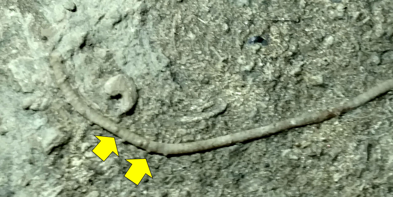 Louisville Fossils and Beyond: Blastoid with Long Stem + Unidentified ...