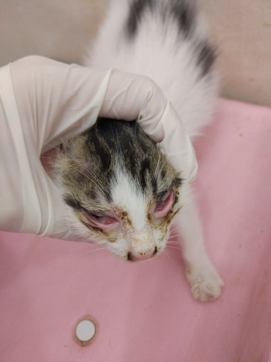 Klinik Hewan Bogor drh.Anastasia Narani: Chlamydiosis, Penyakit ...