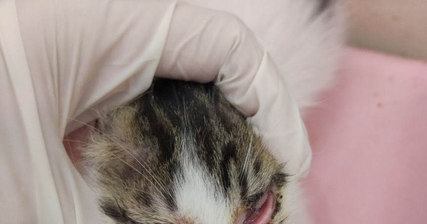 Klinik Hewan Bogor drh.Anastasia Narani: Chlamydiosis, Penyakit ...