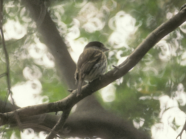 birding never sleeps: SOUTH AFRICA August 1991: Natal & Transvaal