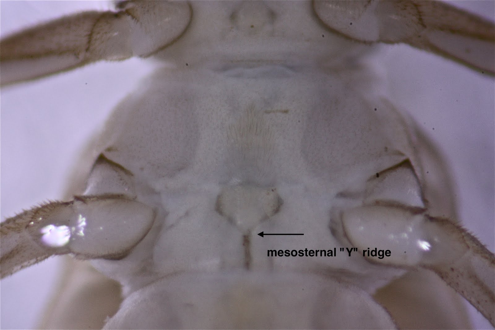 Aquatic Insects of Central Virginia: The Perlodid stonefly, genus ...