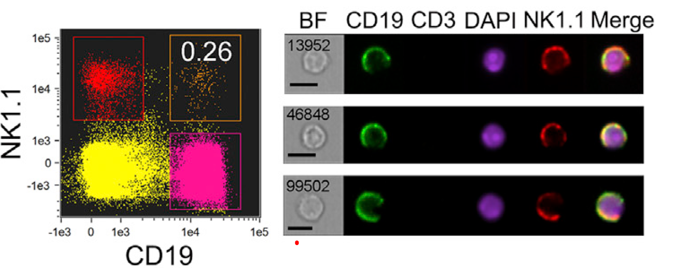Hybrid NKB cells are source of early IL-18 | NIHilist's Immunology