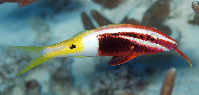 Artes de Pesca: VAMOS A PESCAR SALMONETE