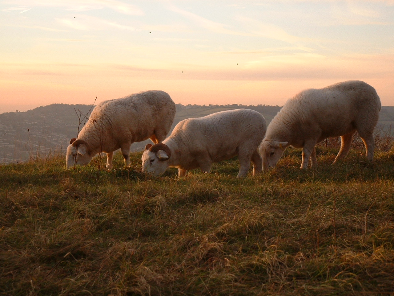 Brown's Folly Sheepwatch: Sheep at Sunset by John Lewis