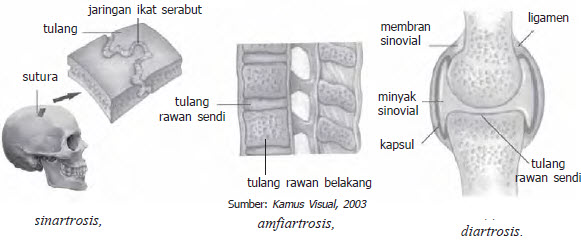 Tulang Sebagai Alat Gerak Pasif