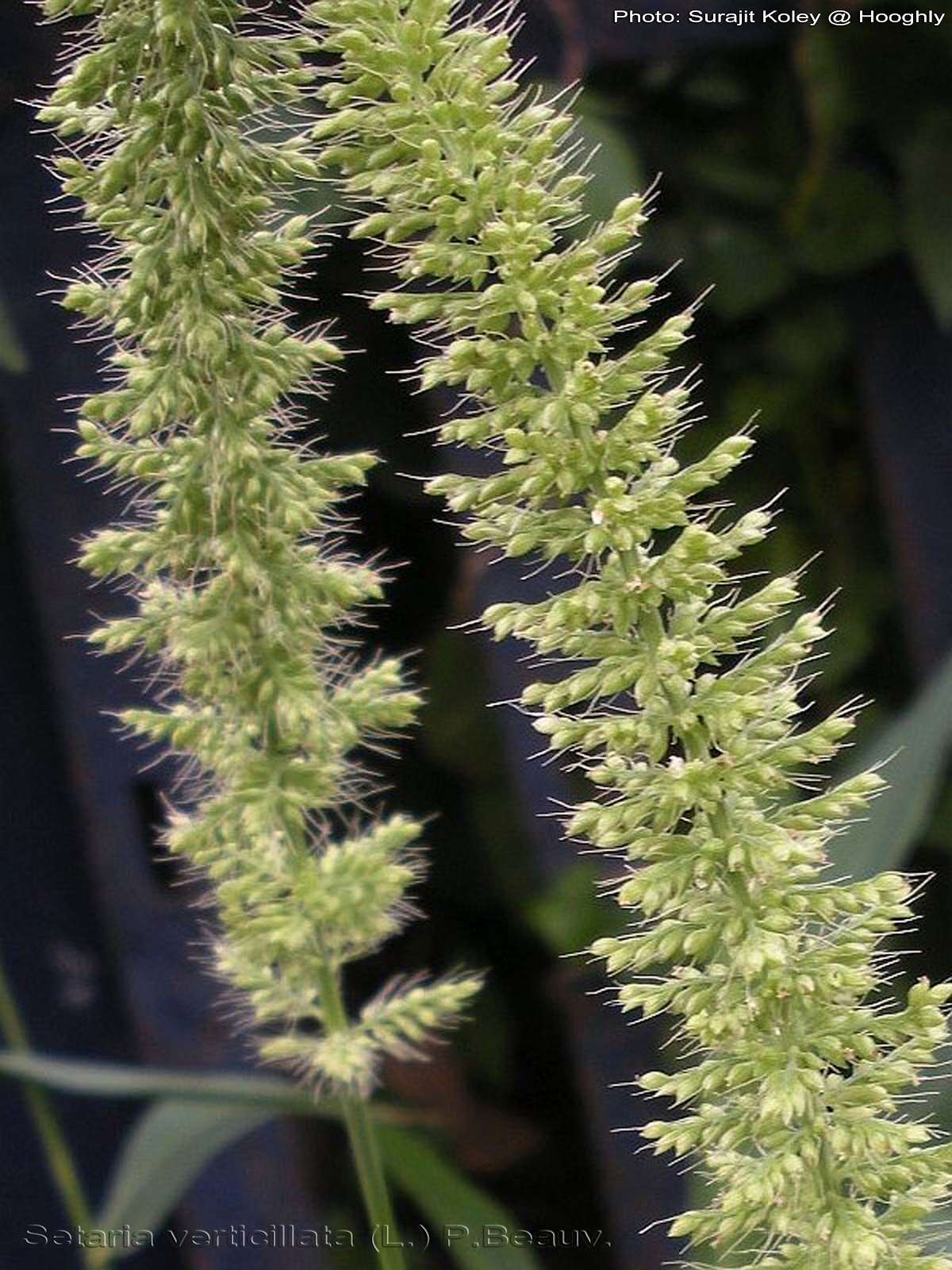Medicinal Plants: Setaria verticillata Laptuna Chigirinta gaddi ...