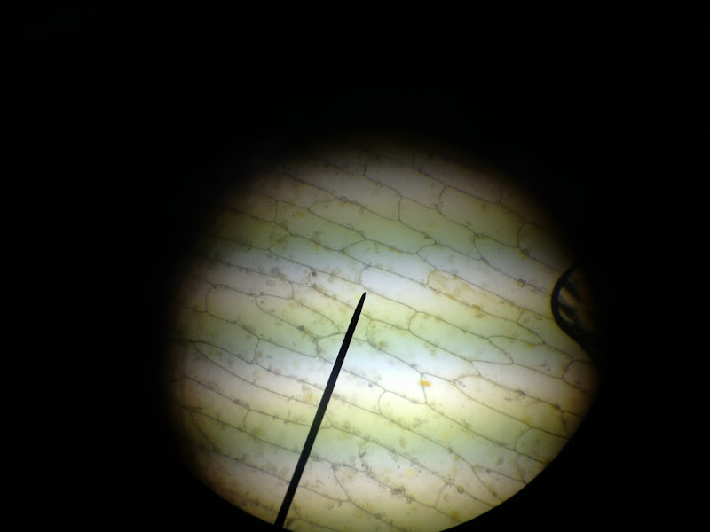swifty science: onion cell lab