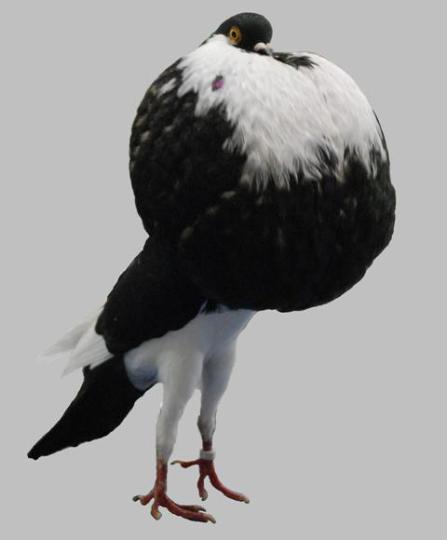 Mis amigas las palomas: Fotos palomas de raza