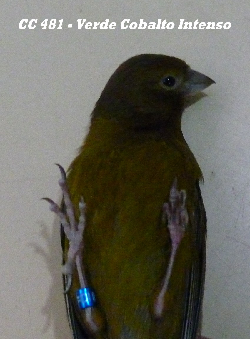 Canaril Curico - Canário de Cor: Verde Cobalto Intenso