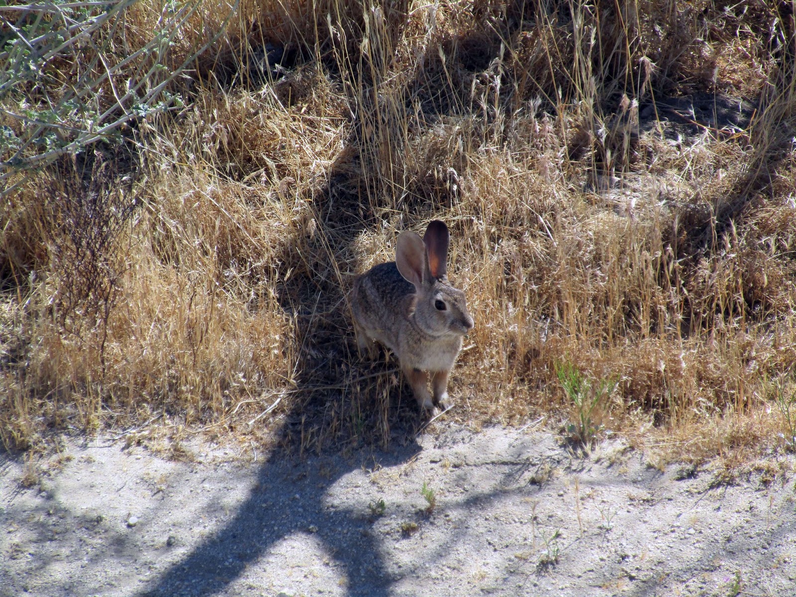 Iron Hiker: Goat BM, Clyde, and Hut