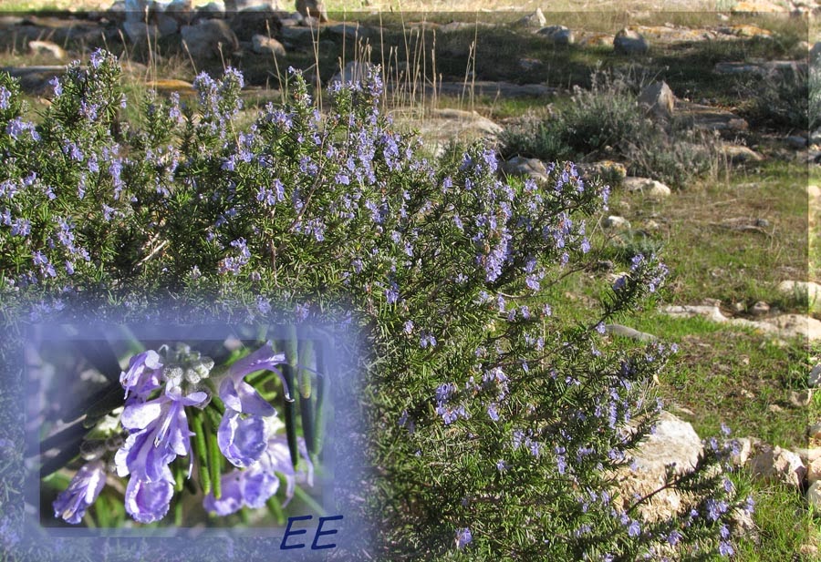 Mallorca es así también: Flora silvestre en la costa de Mallorca