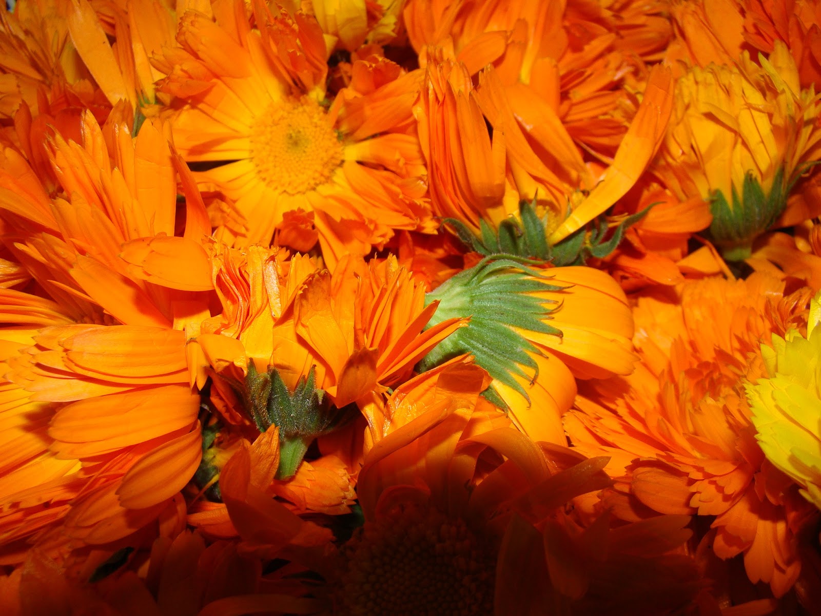 Shaktilier: CALENDULA, LA MAGIA DE UNA FLOR