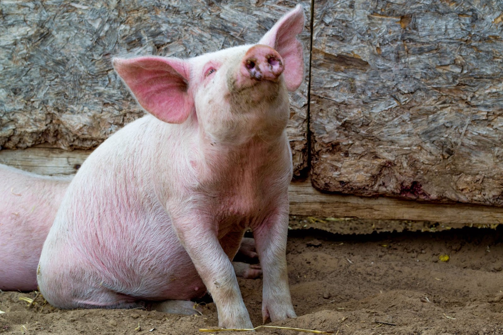 Farm Girls Have More Fun: Six Little Piggies