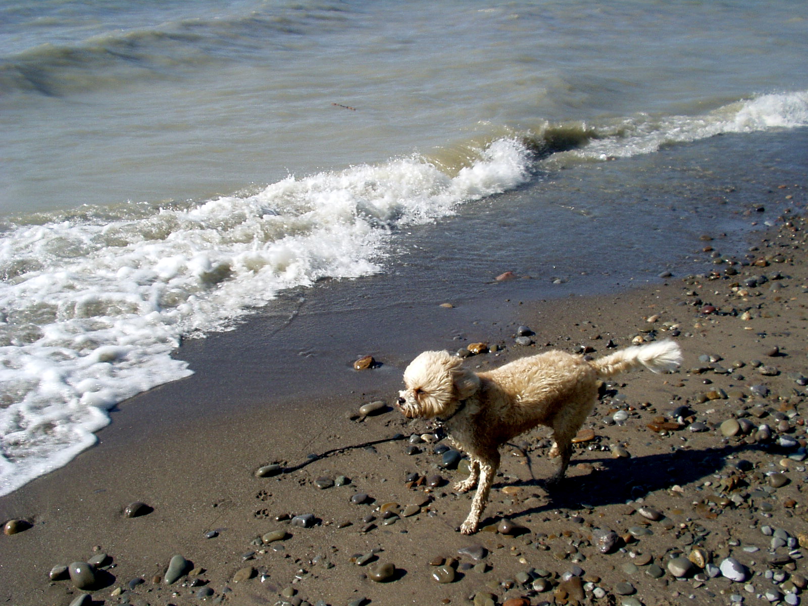 hikewithyourdog: Lakeshore Reservation