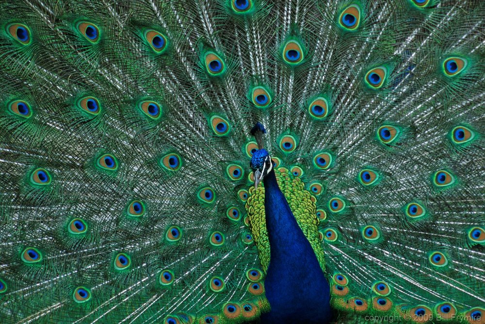 Fairly Charming: Pretty, Pretty Peacock!